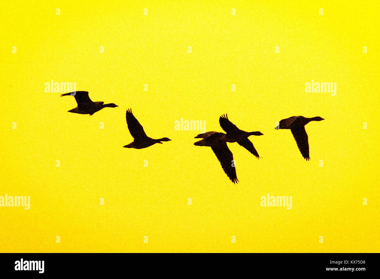 bird flying goose Canada goose waterfowl geese fowl wings wildfowl ...