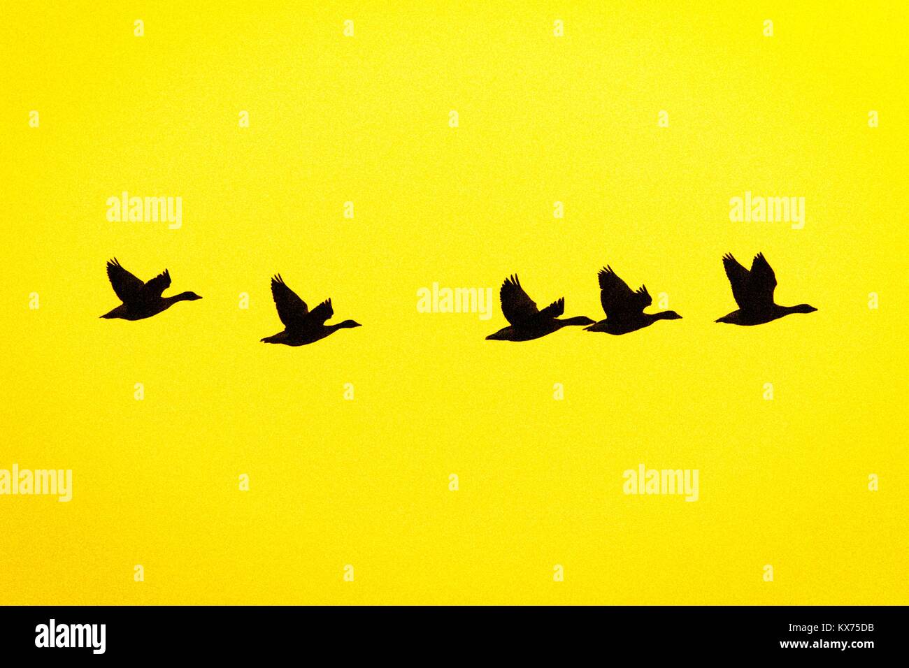 bird flying goose Canada goose waterfowl geese fowl wings wildfowl ...