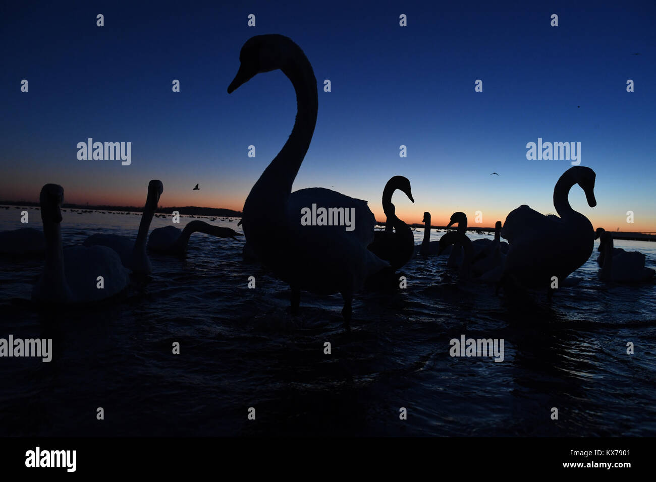 The silhouettes of swans appear in the backlight of the rising sun at ...