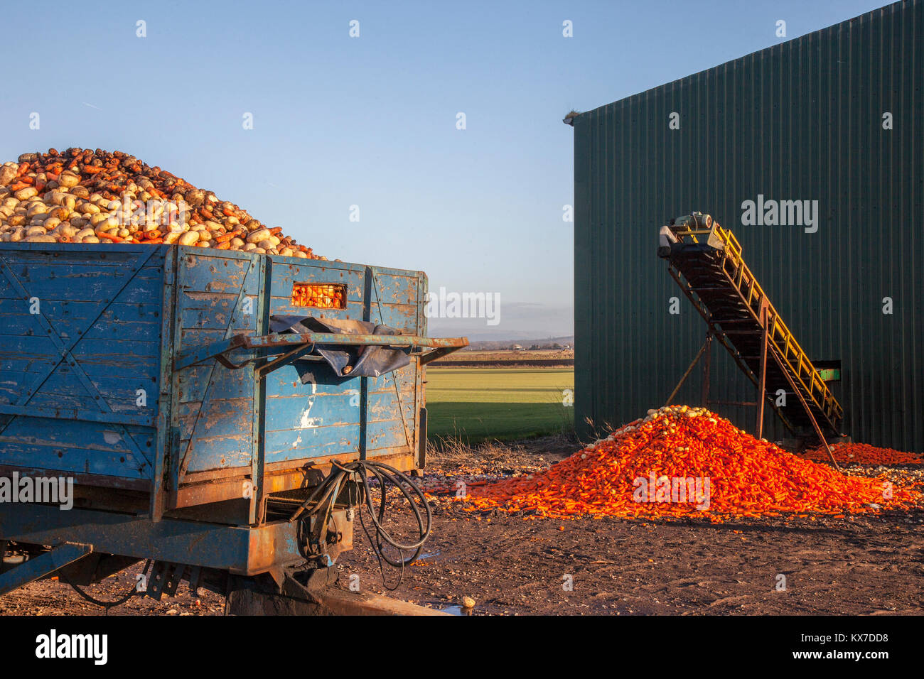Imperfect carrots which are sorted out and diverted to non-human uses ...