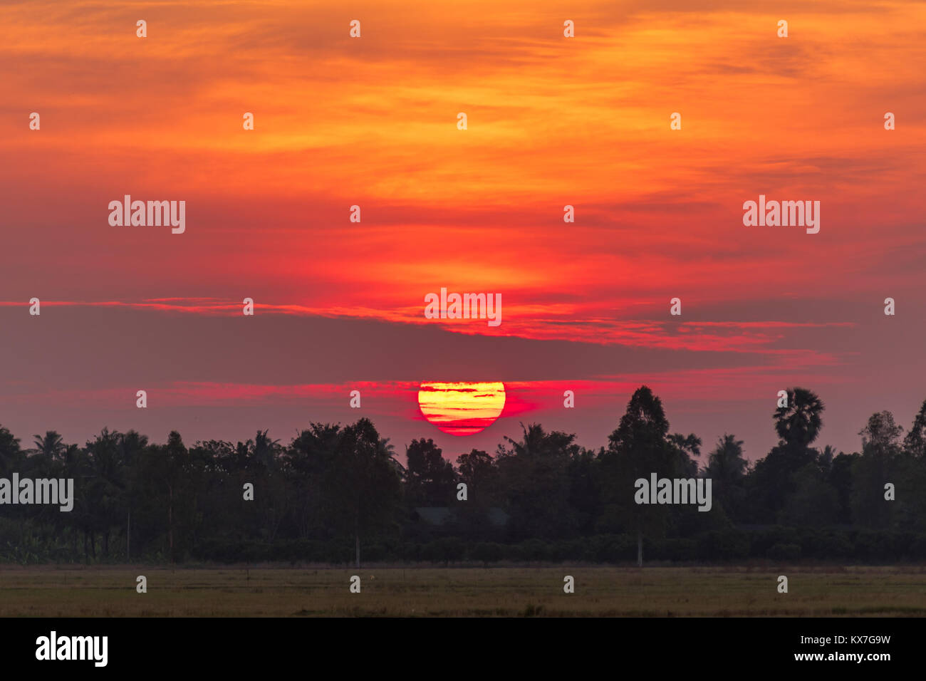 Colorful red sun disk rising in the rice field with Sugar palm tree ...