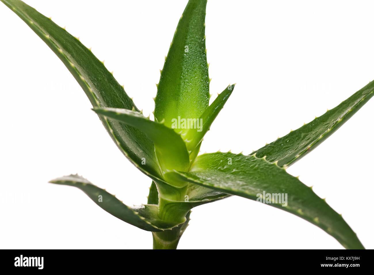 aloe vera, green young, isolated on white Stock Photo - Alamy