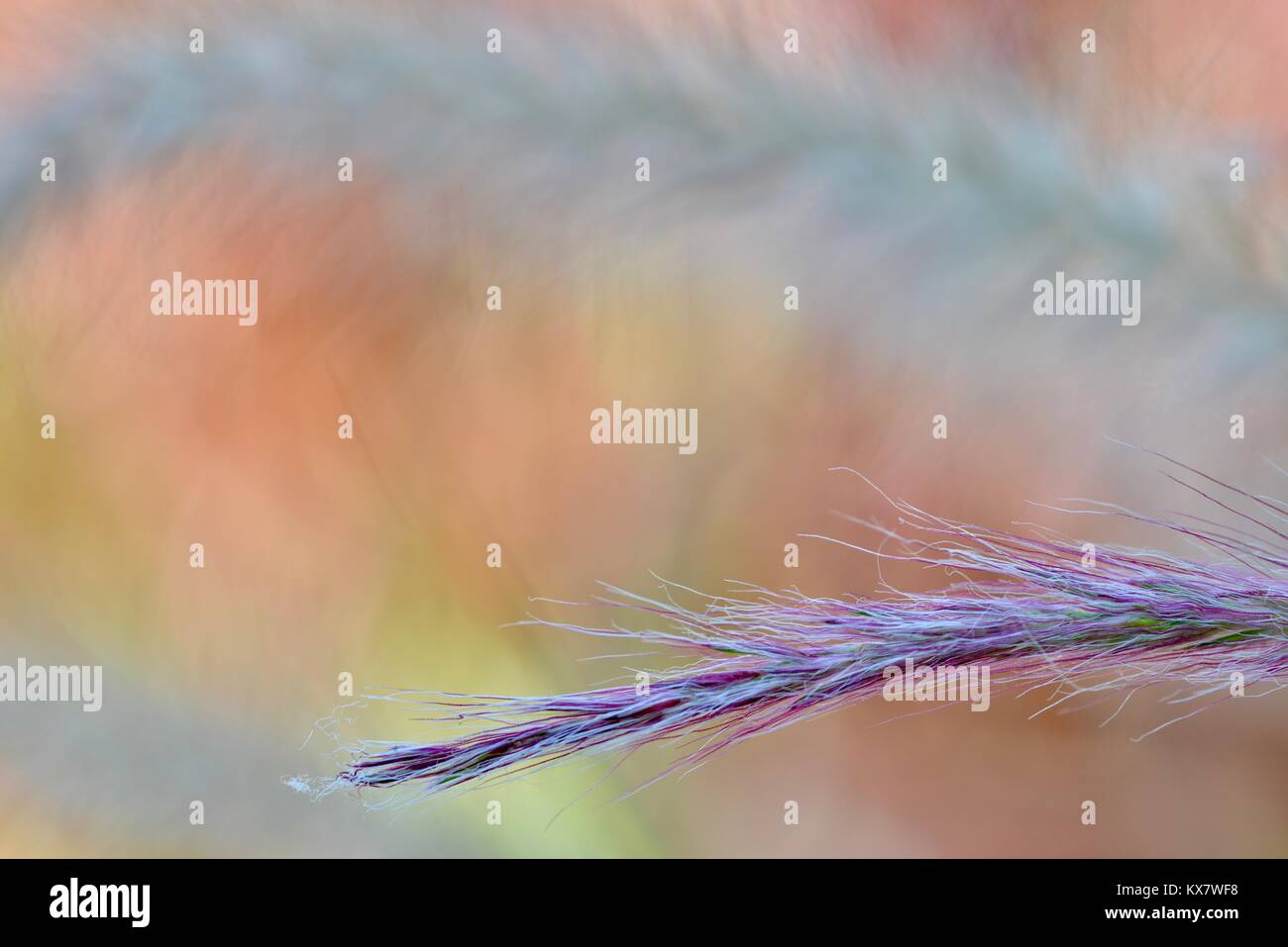 Suburban gardens of subtropical queensland hi-res stock photography and ...