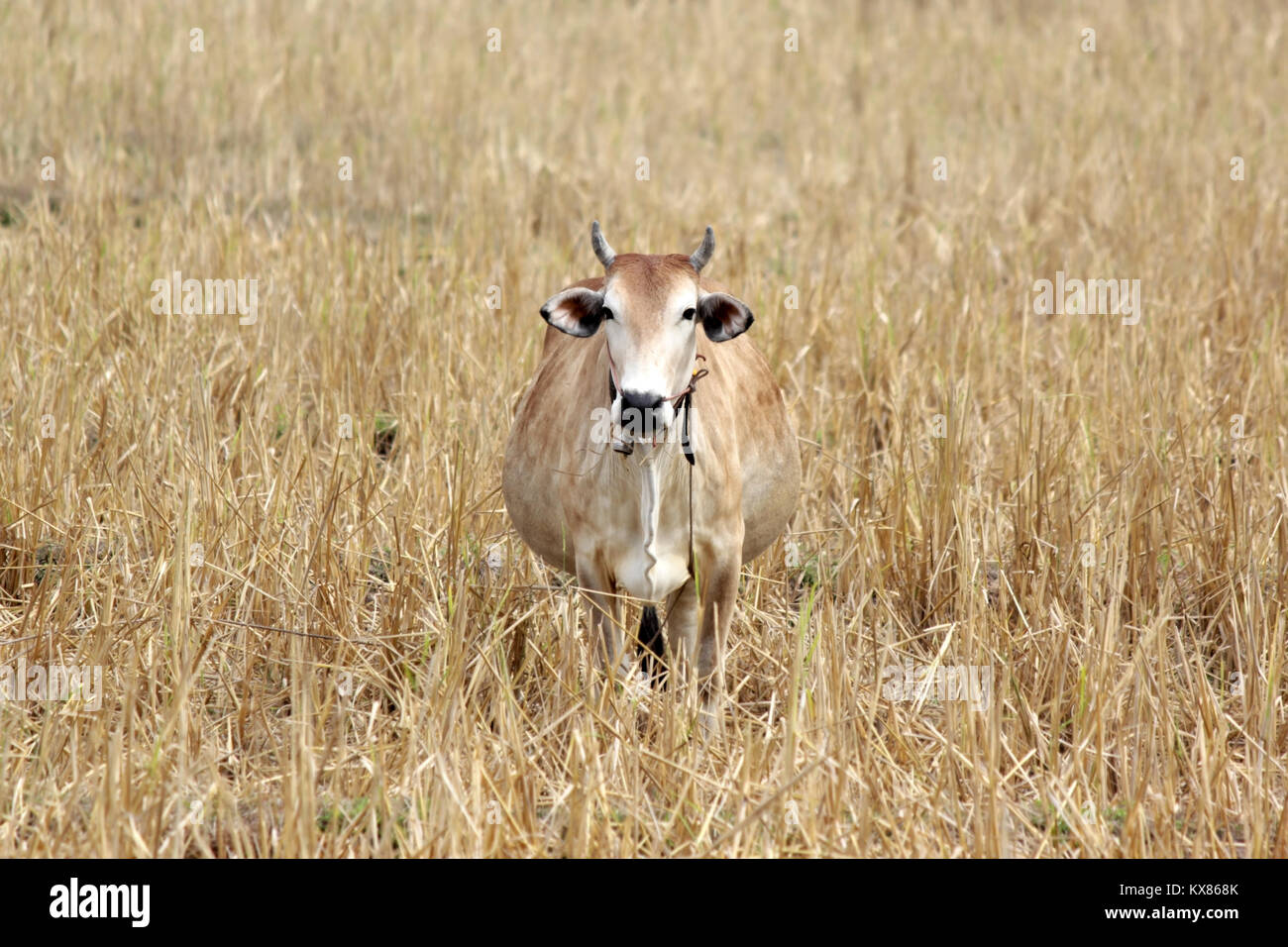 photo of asian cow in yellow field Stock Photo - Alamy