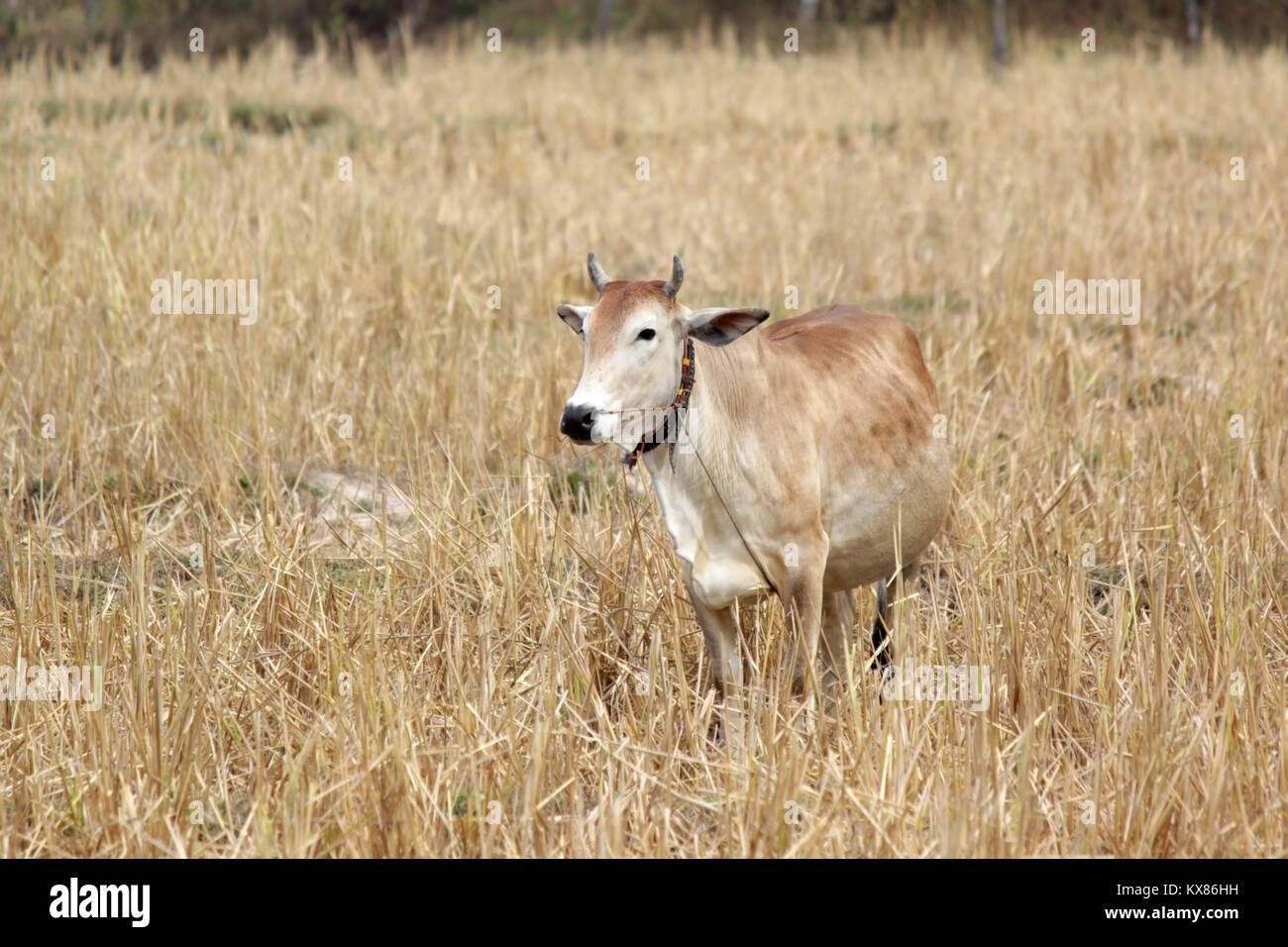 photo of asian cow in yellow field Stock Photo - Alamy