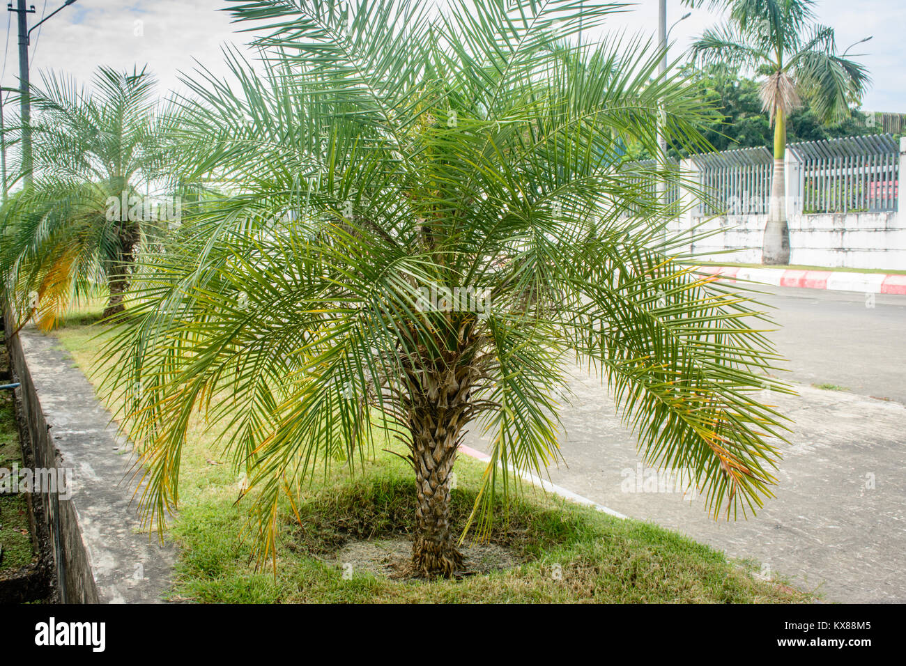 closeup photo of small palm tree Stock Photo - Alamy