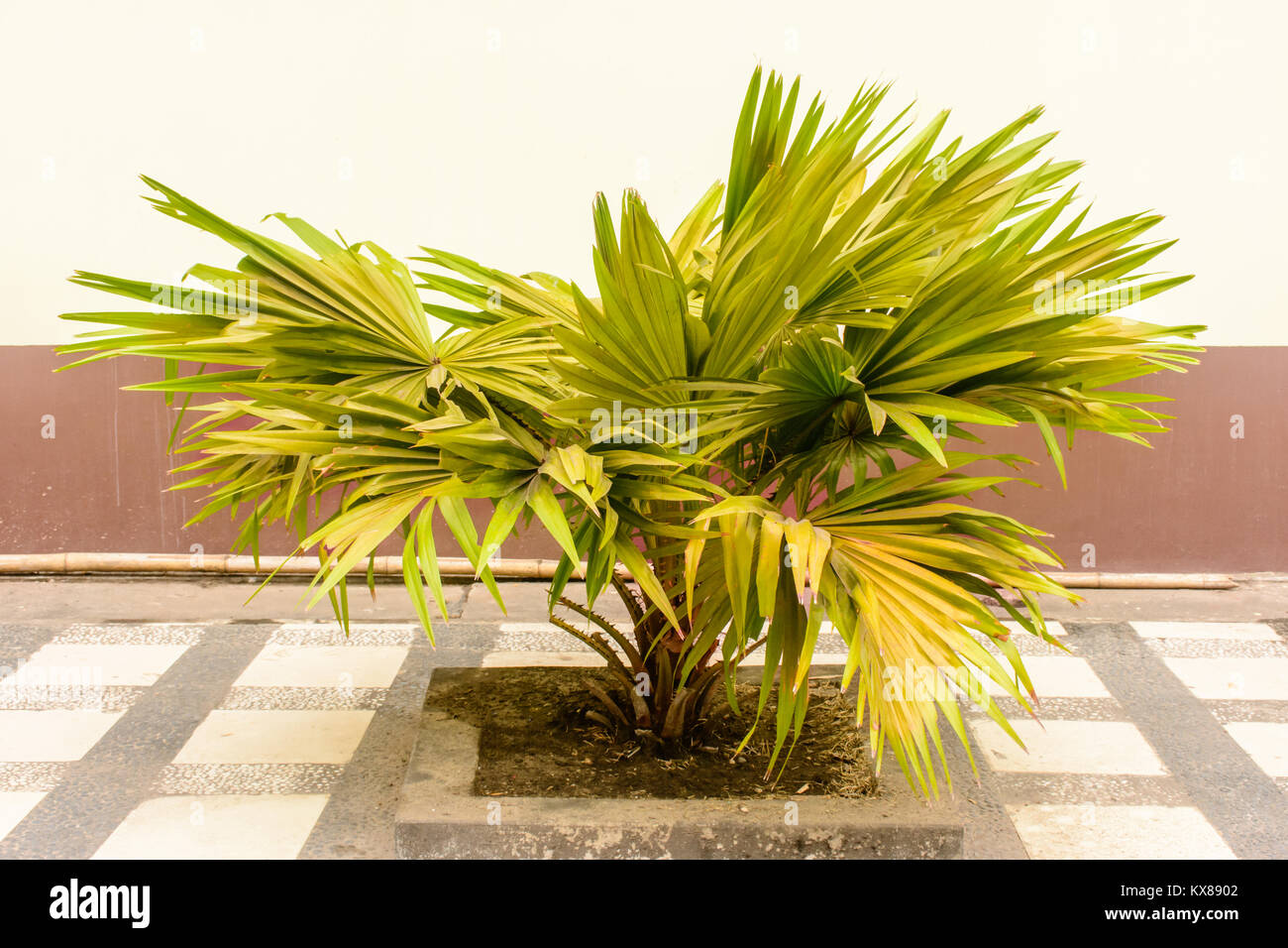 Details palm tree surface hi-res stock photography and images - Alamy