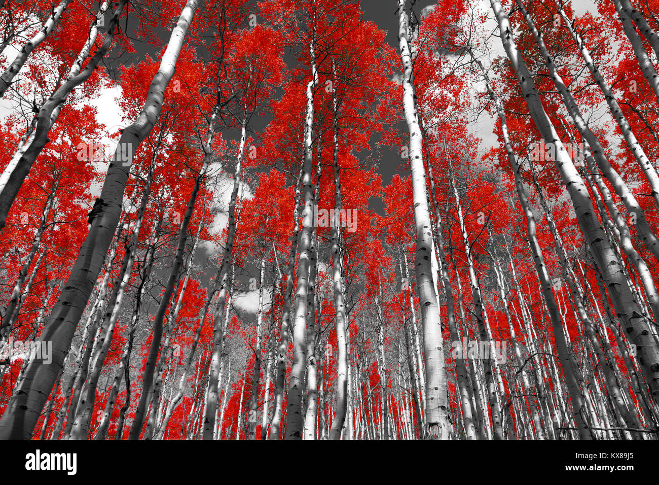 Fall aspen trees in hi-res stock photography and images - Alamy