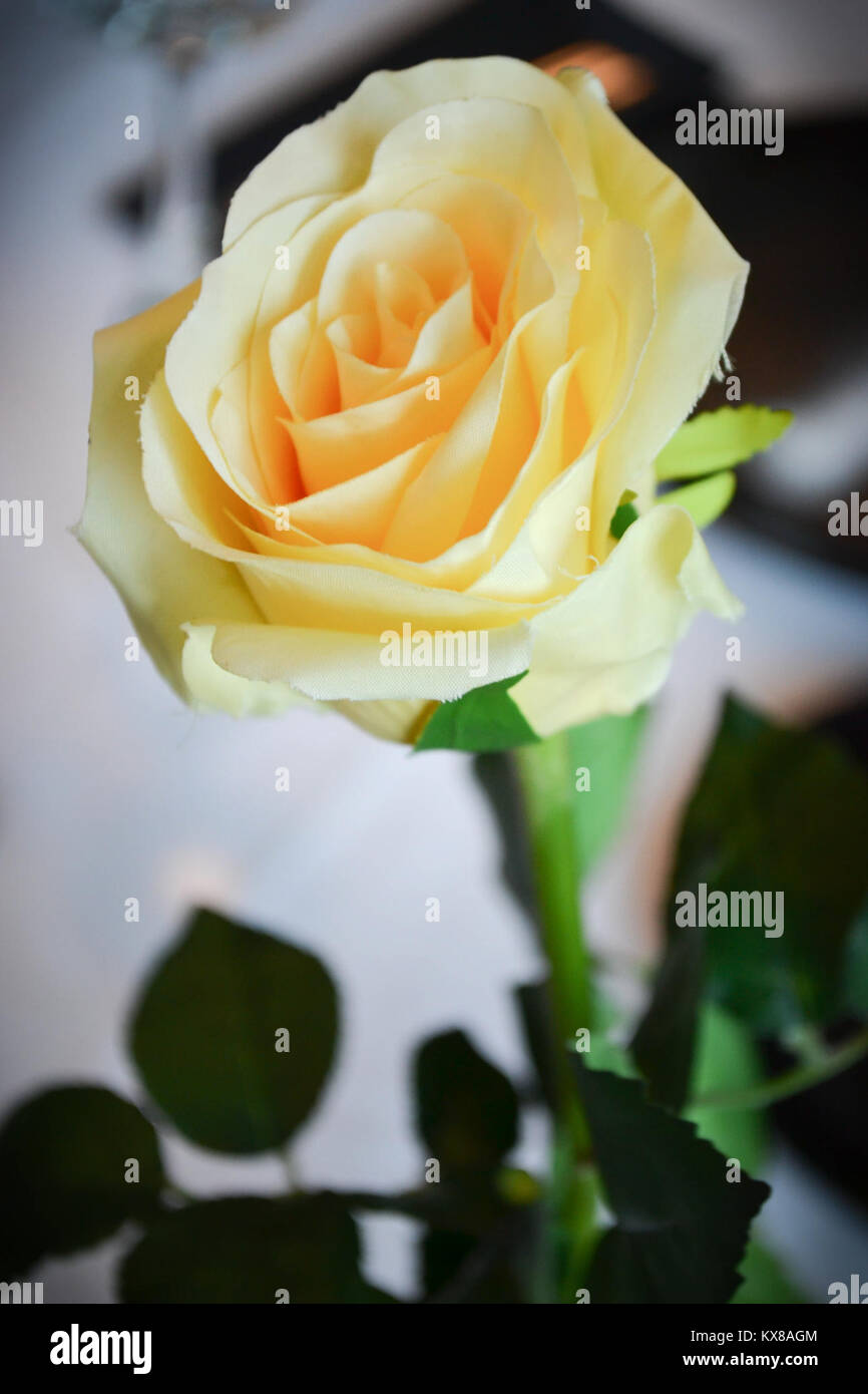 U.S. military yellow rose of remembrance Stock Photo - Alamy