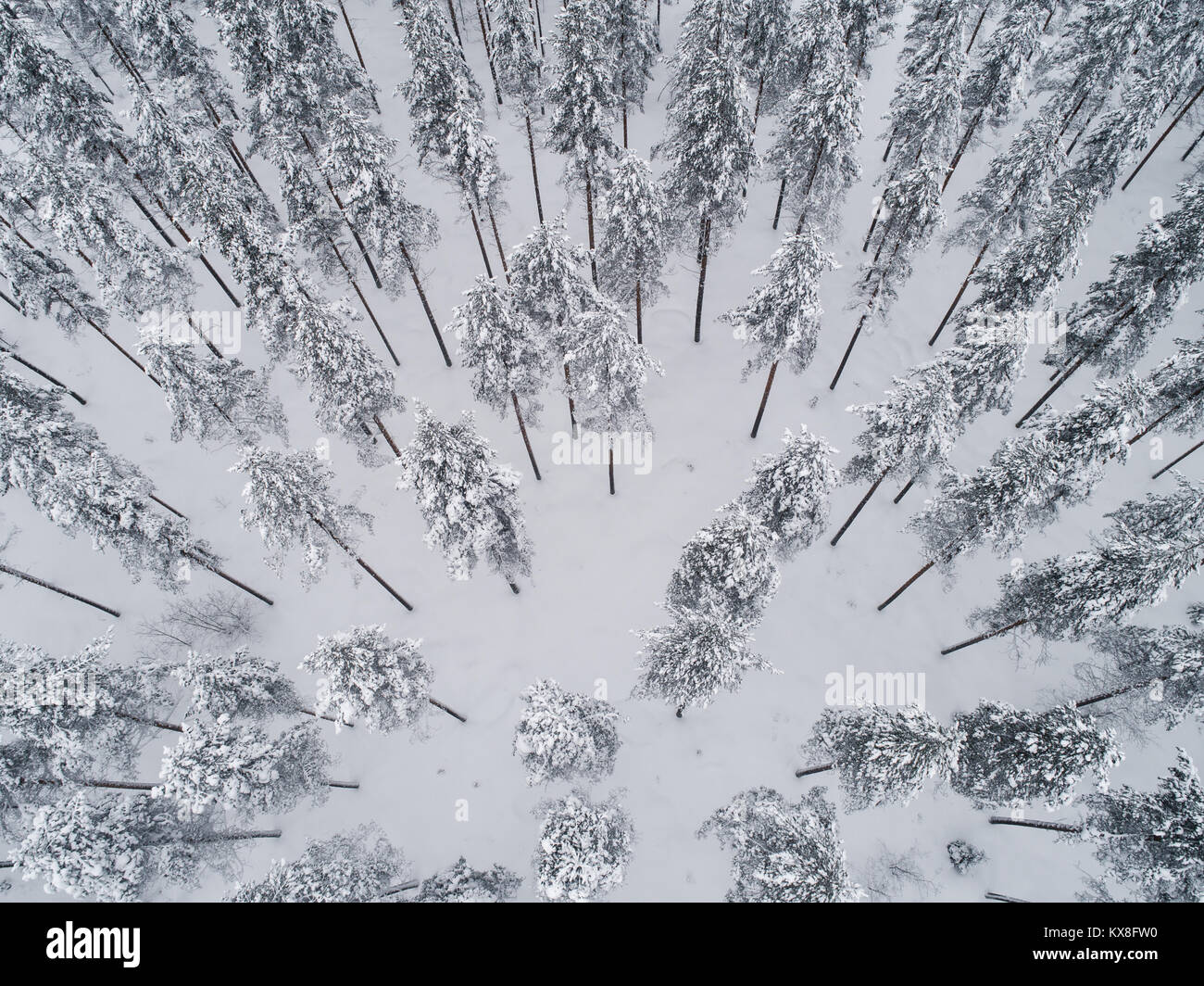 Aerial view to pine forest hi-res stock photography and images - Alamy