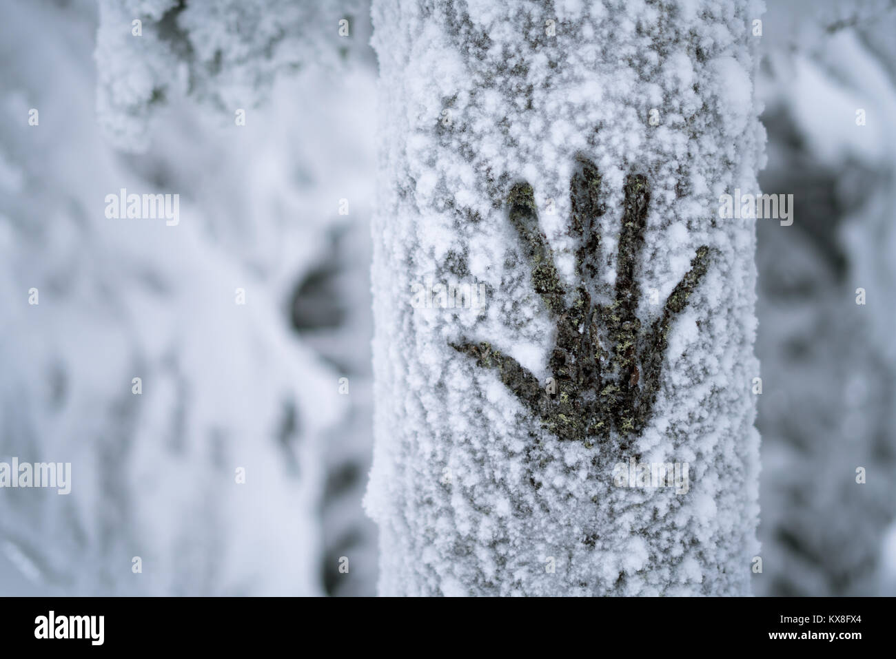 Shape of a hand on frozen tree in snowy environment Stock Photo - Alamy
