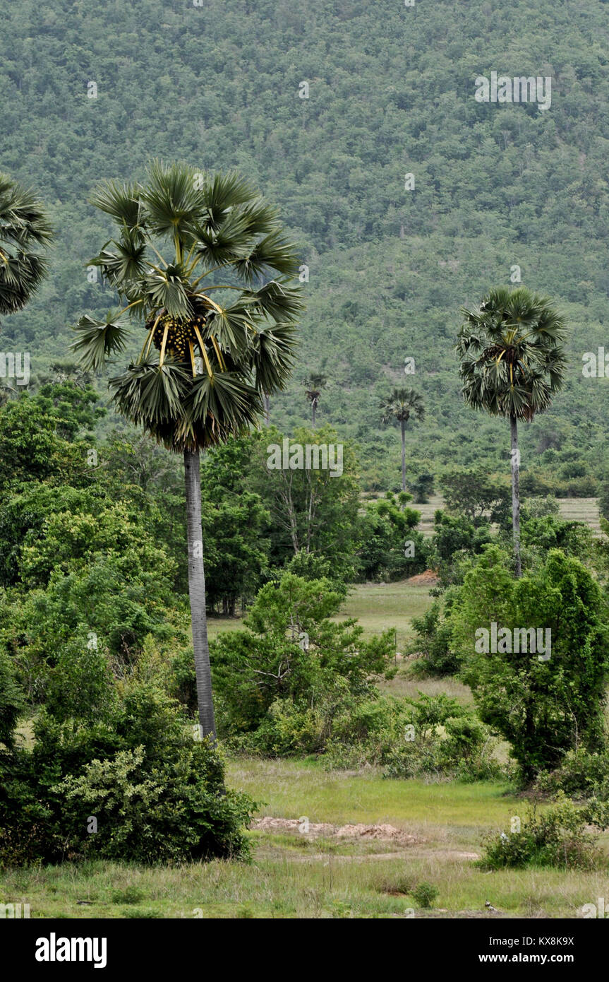 AMPONG SPEU PROVINCE, Cambodia - Angkor Sentinel 2011 officially opened ...