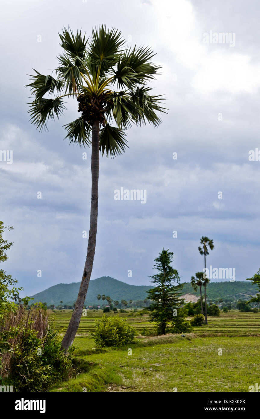 AMPONG SPEU PROVINCE, Cambodia - Angkor Sentinel 2011 officially opened ...
