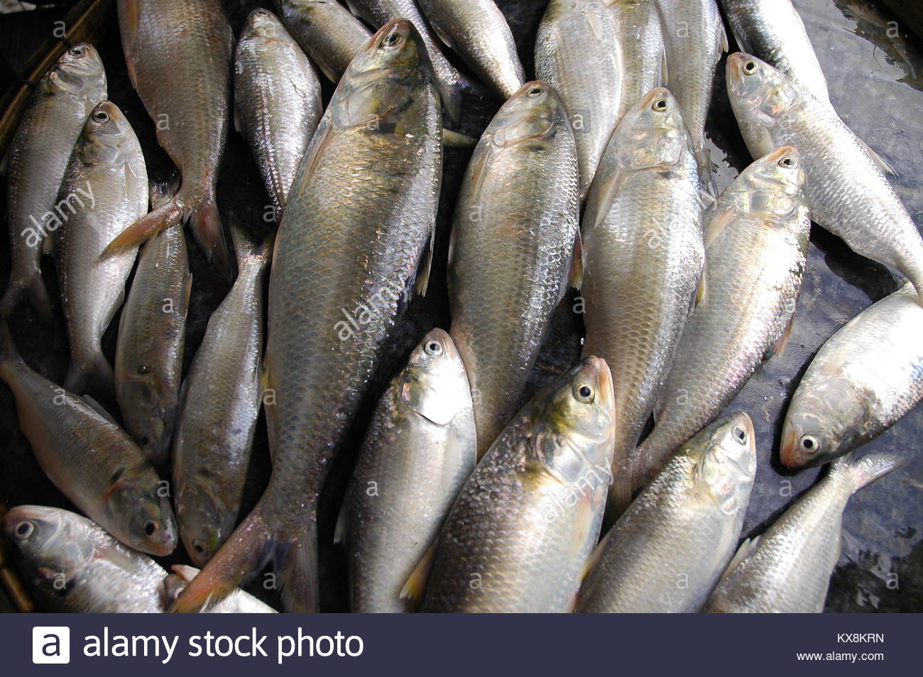 Ilish Fish Stock Photos & Ilish Fish Stock Images - Alamy
