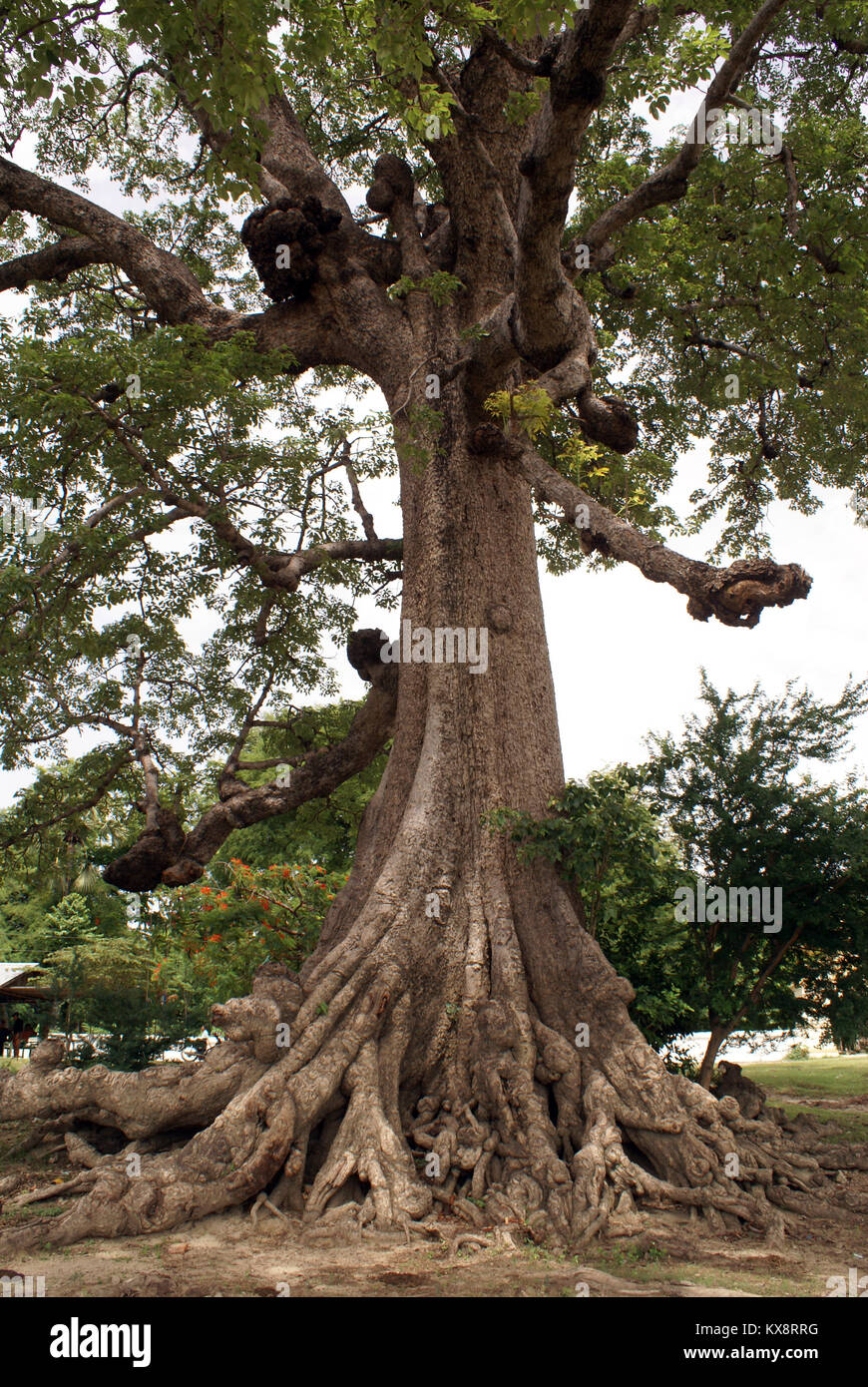 Big tree with roots in Mingun, Mandalay, Myanmar Stock Photo - Alamy