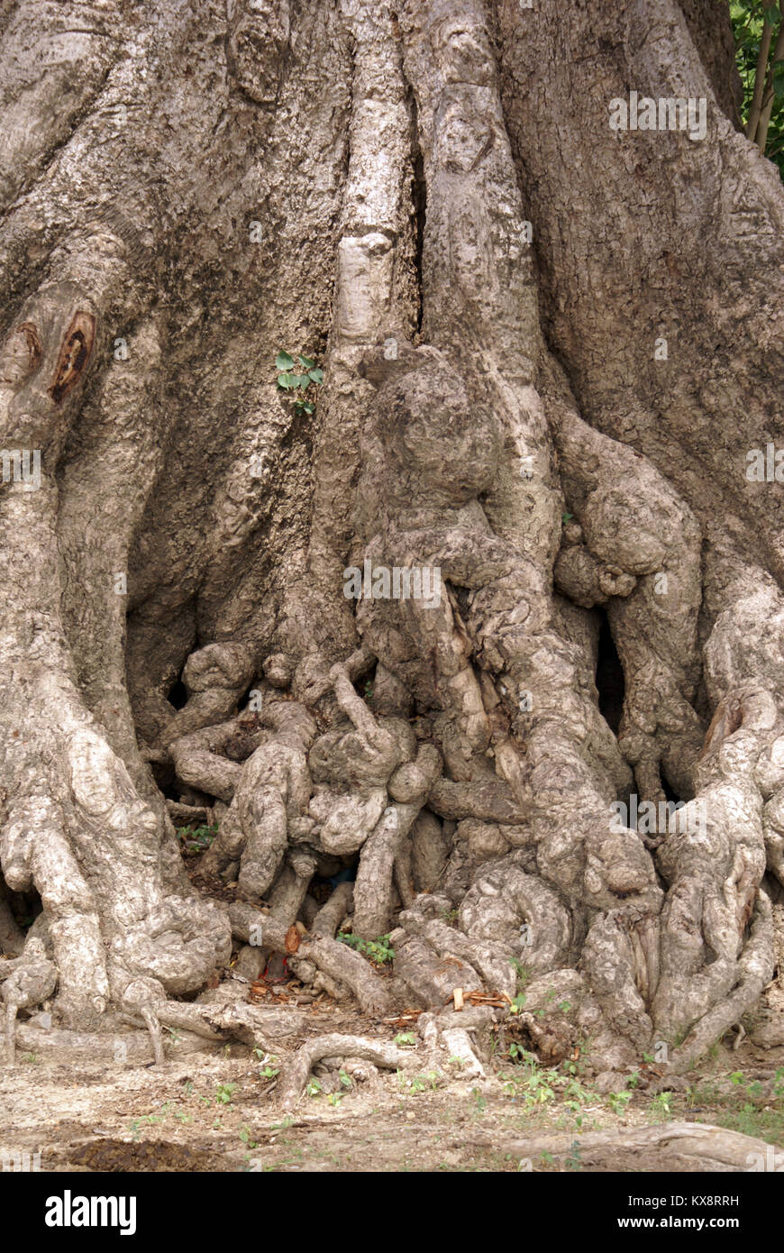 Big roots on tree in Mingun, Mandaly, Myanmar Stock Photo - Alamy