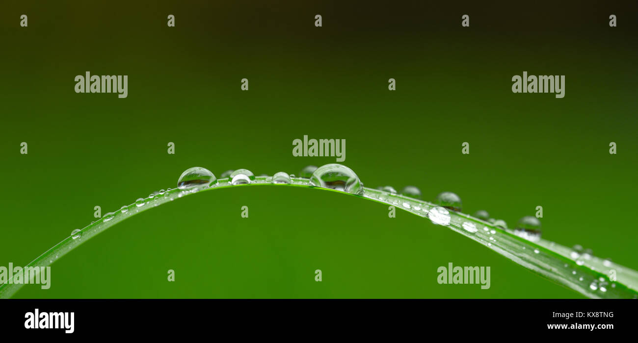 Water drops on the green grass Stock Photo - Alamy