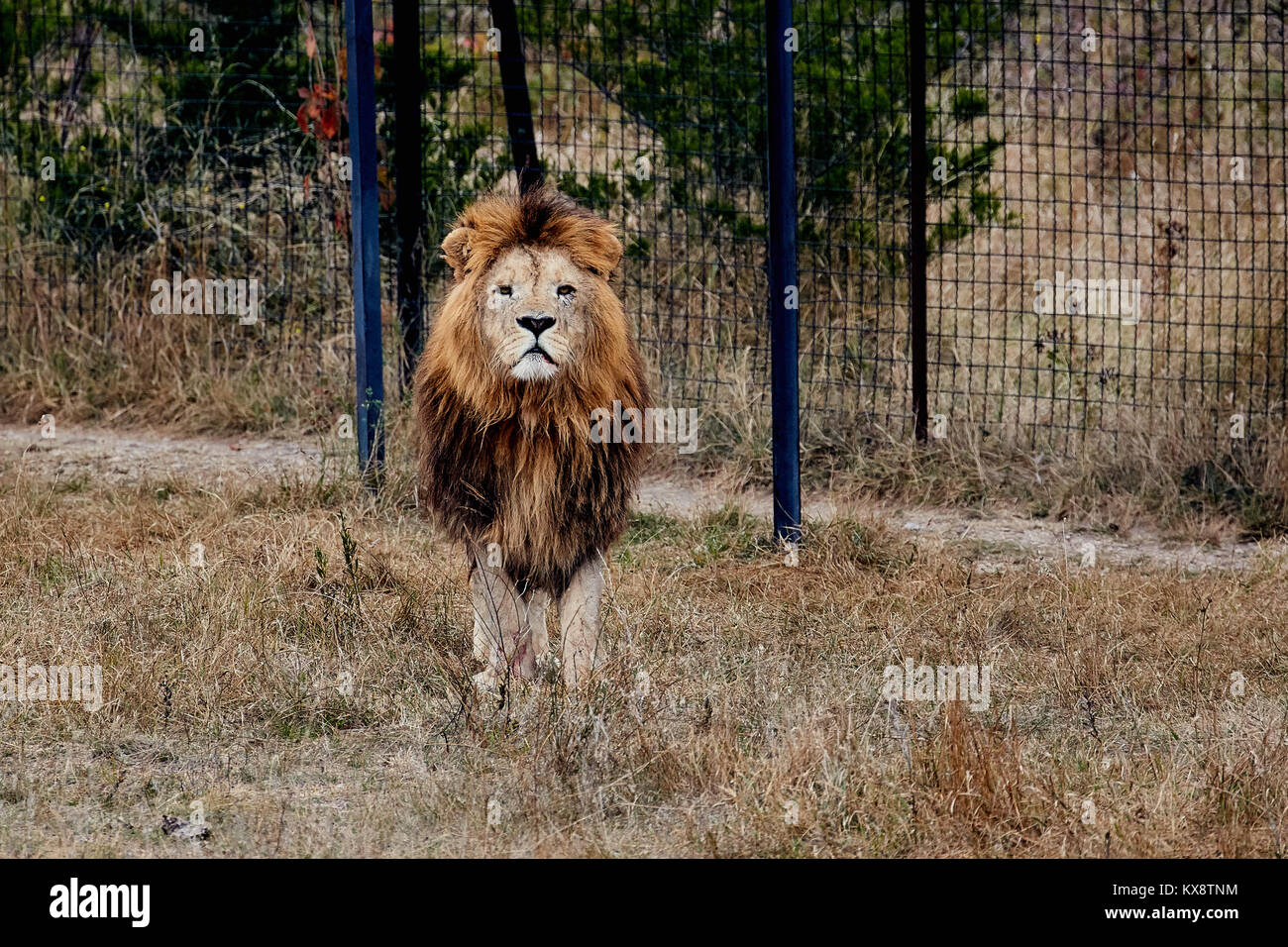 Caesar The Lion High Resolution Stock Photography and Images - Alamy