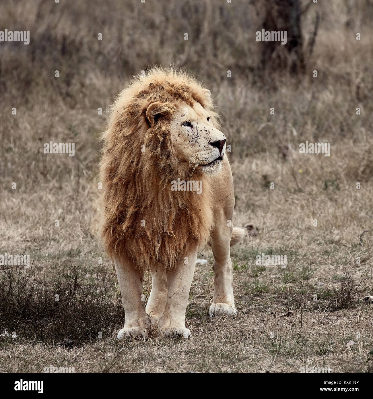 Beautiful White Lion. Caesar in the savanna. scorched grass Stock Photo ...