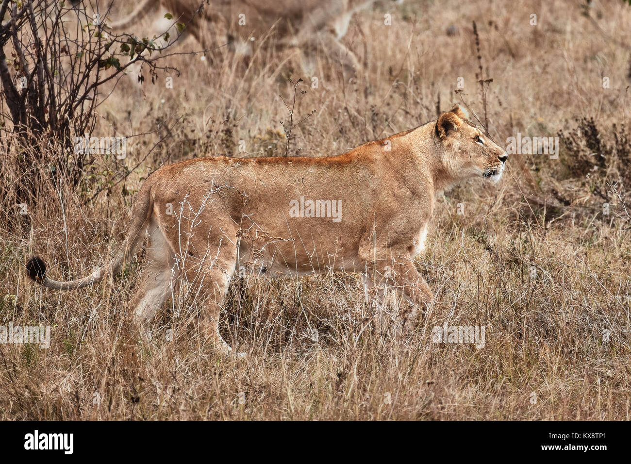 Lioness in the savanna Stock Photo - Alamy