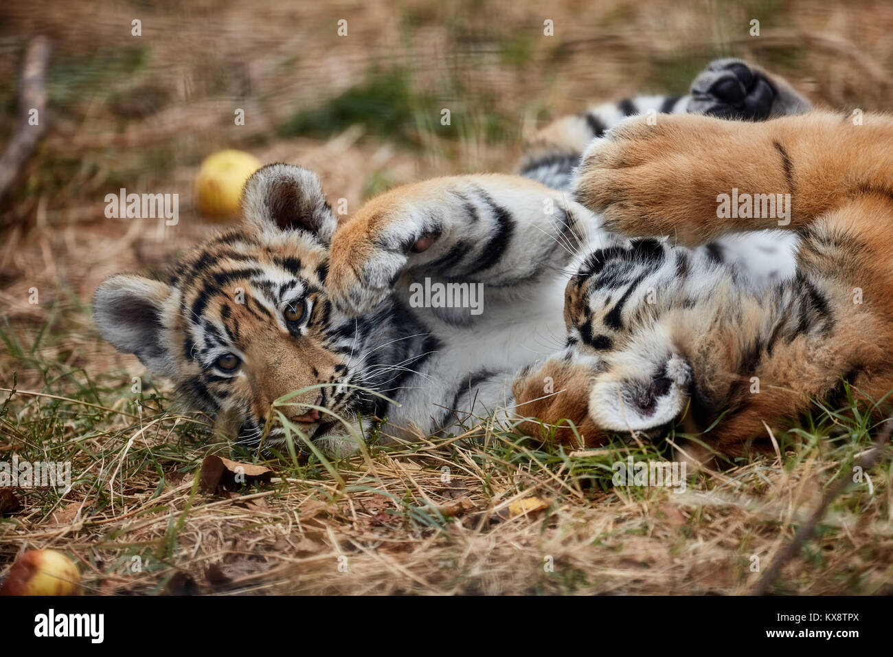 Young siberian tiger playing hi-res stock photography and images - Alamy