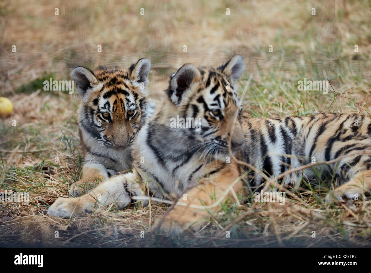 Playing tiger cubs. young Tiger Stock Photo - Alamy