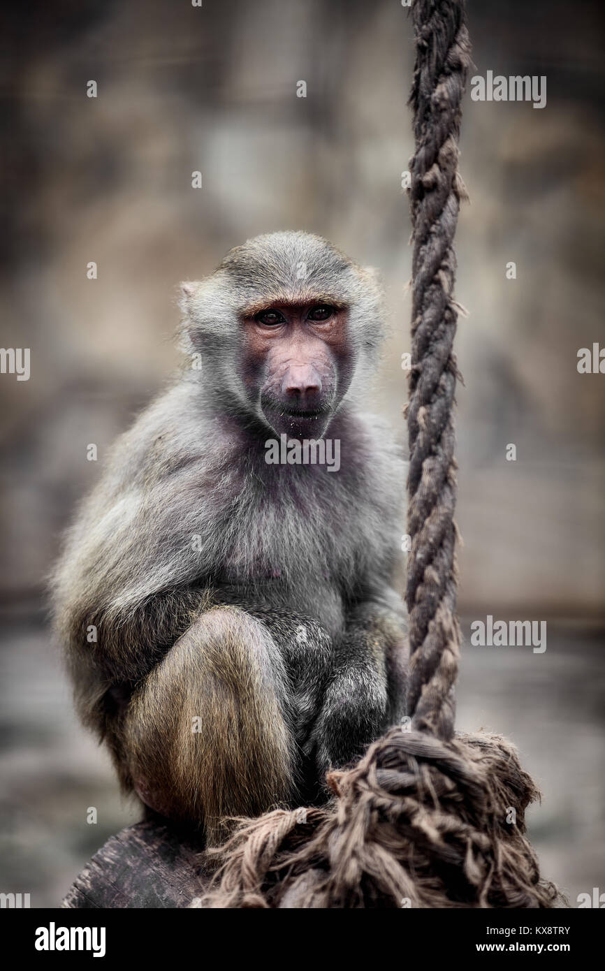 Monkey hand face hi-res stock photography and images - Alamy