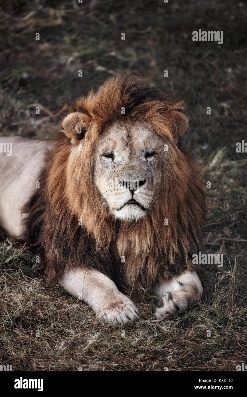 Beautiful Lion. Caesar in the savanna. scorched grass Stock Photo - Alamy