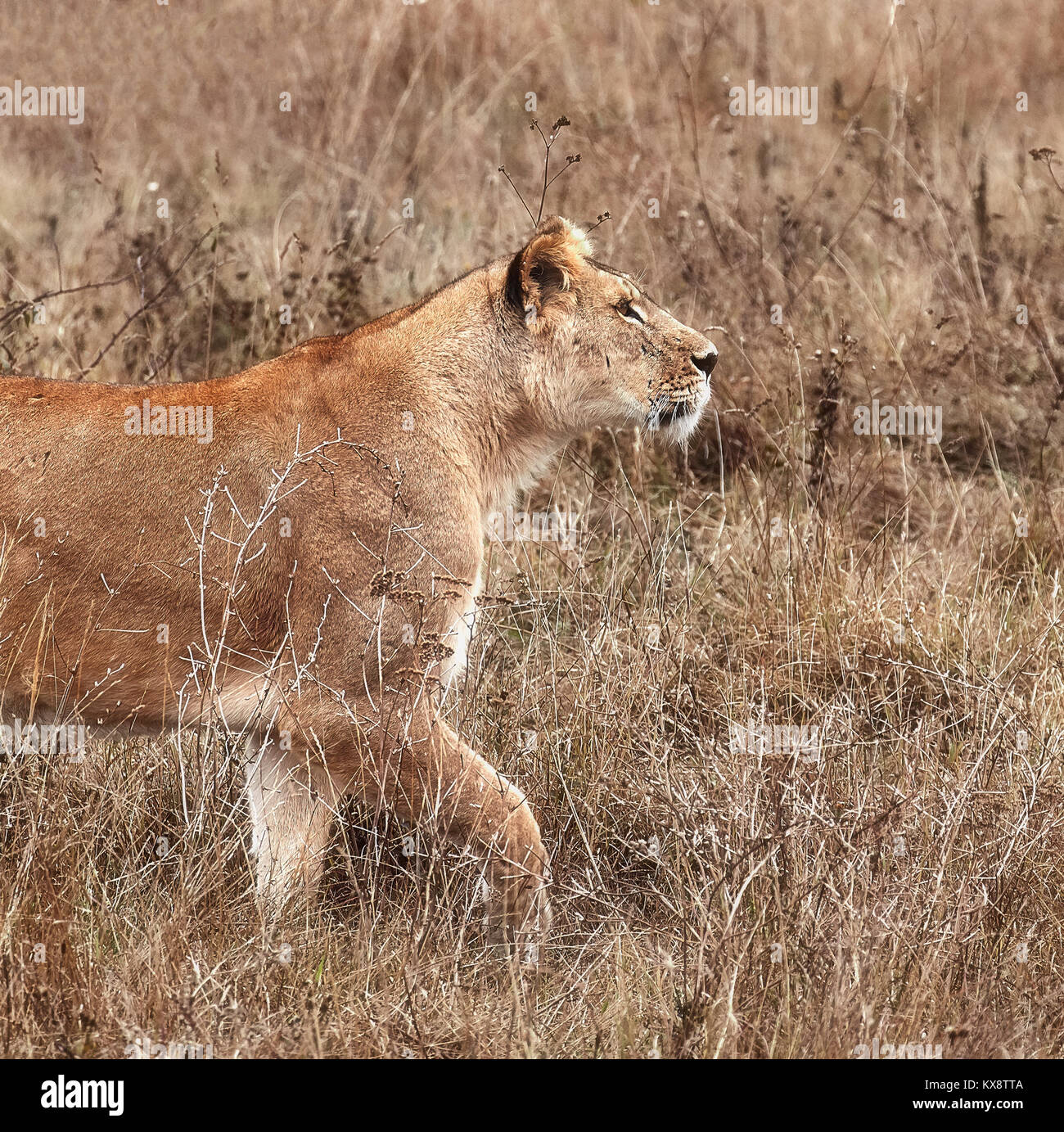 Lioness in the savanna Stock Photo - Alamy