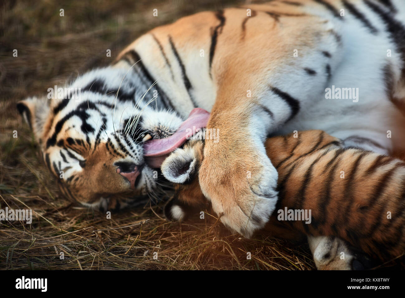 Tiger Mother And Cub Stock Photos & Tiger Mother And Cub Stock Images ...