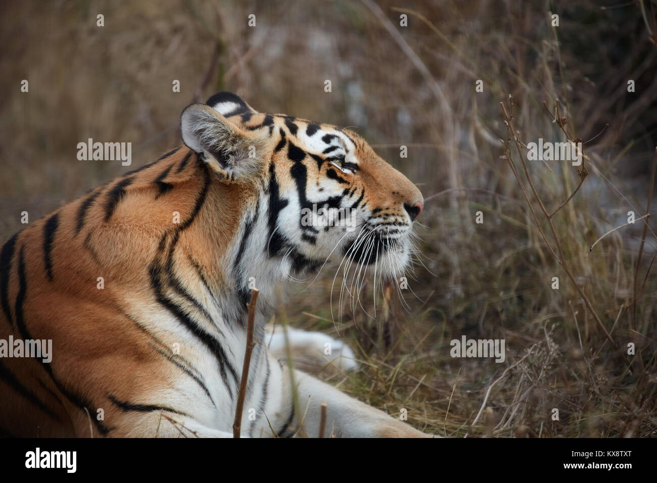Tiger, portrait of a tiger Stock Photo - Alamy