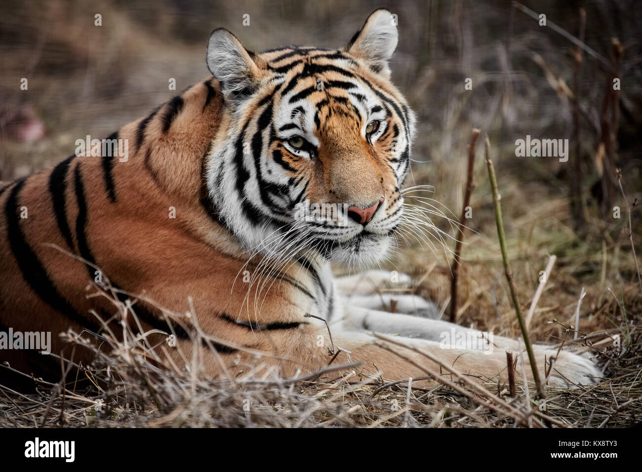 Tiger, portrait of a tiger Stock Photo - Alamy