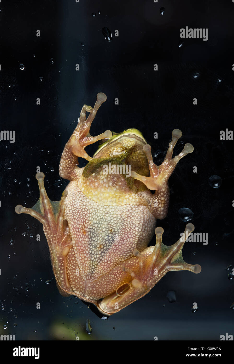 Tree frog (Hyla arborea), bottom view Stock Photo - Alamy