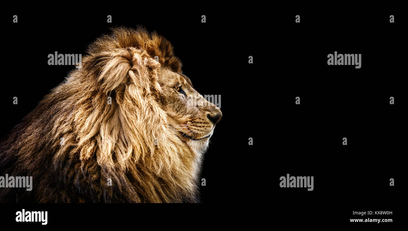 Portrait of a Beautiful lion, Cat in profile, lion in dark Stock Photo ...