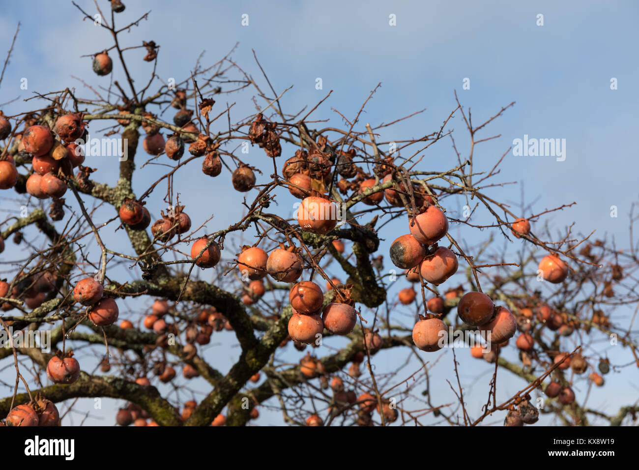 Japanese persimmons diospyros kaki hi-res stock photography and images ...