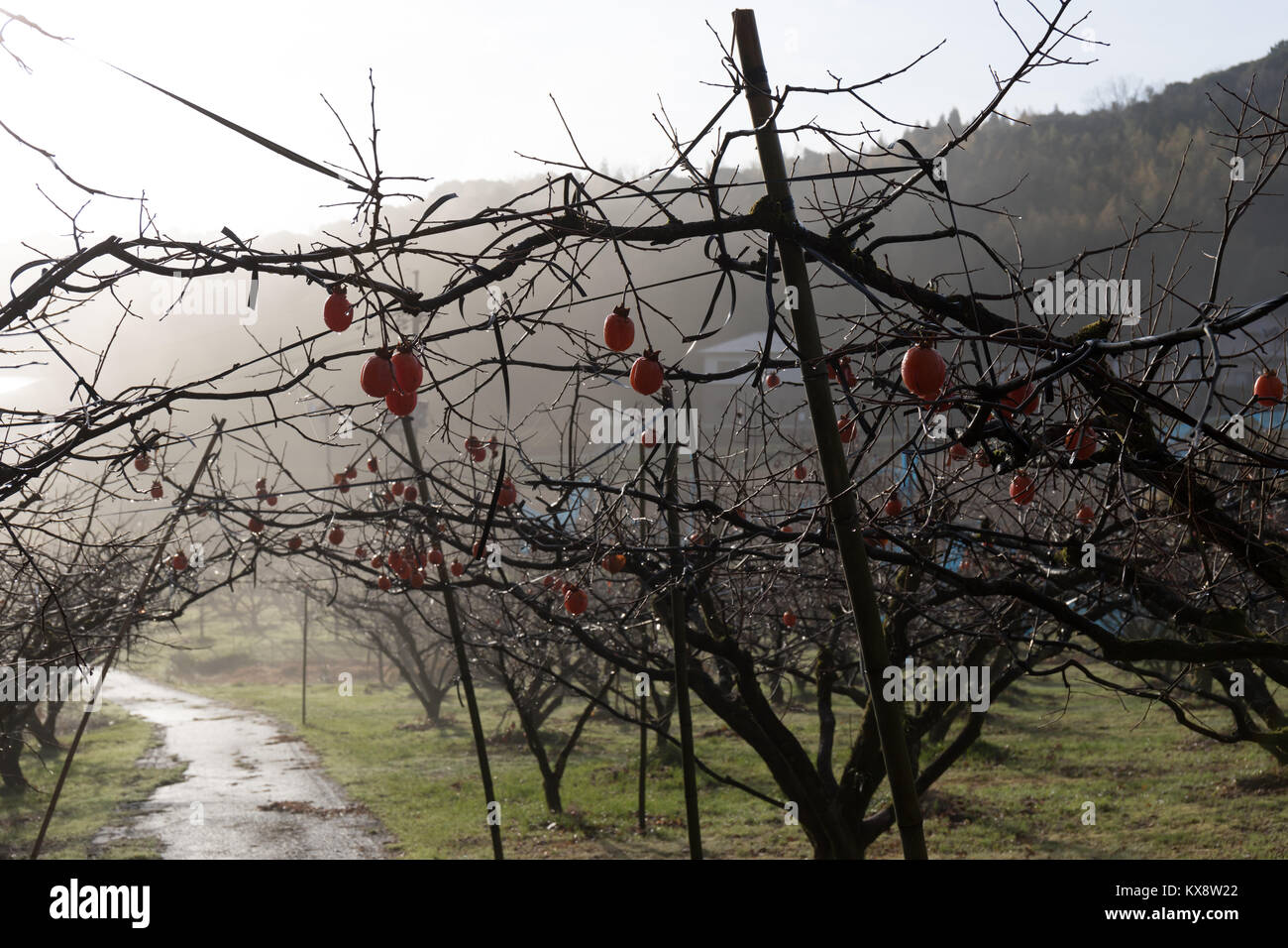 Persimmon trees hi-res stock photography and images - Alamy