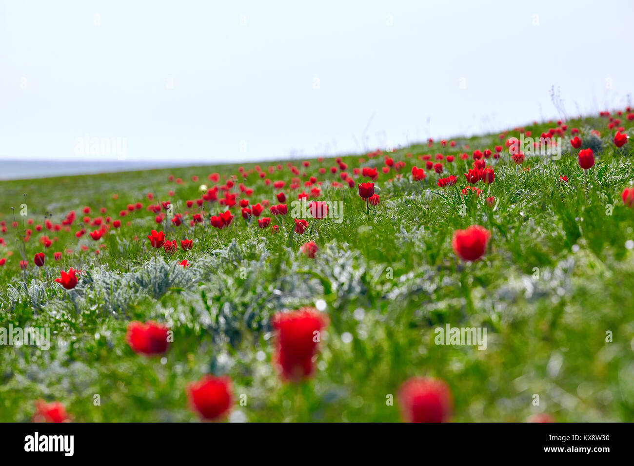Fields of wild steppe tulips on a cloudy morning. Red wild tulips ...