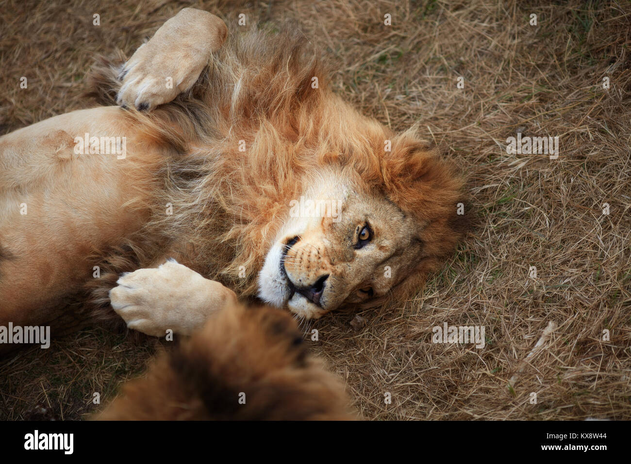 Beautiful Lion in savanna Stock Photo - Alamy