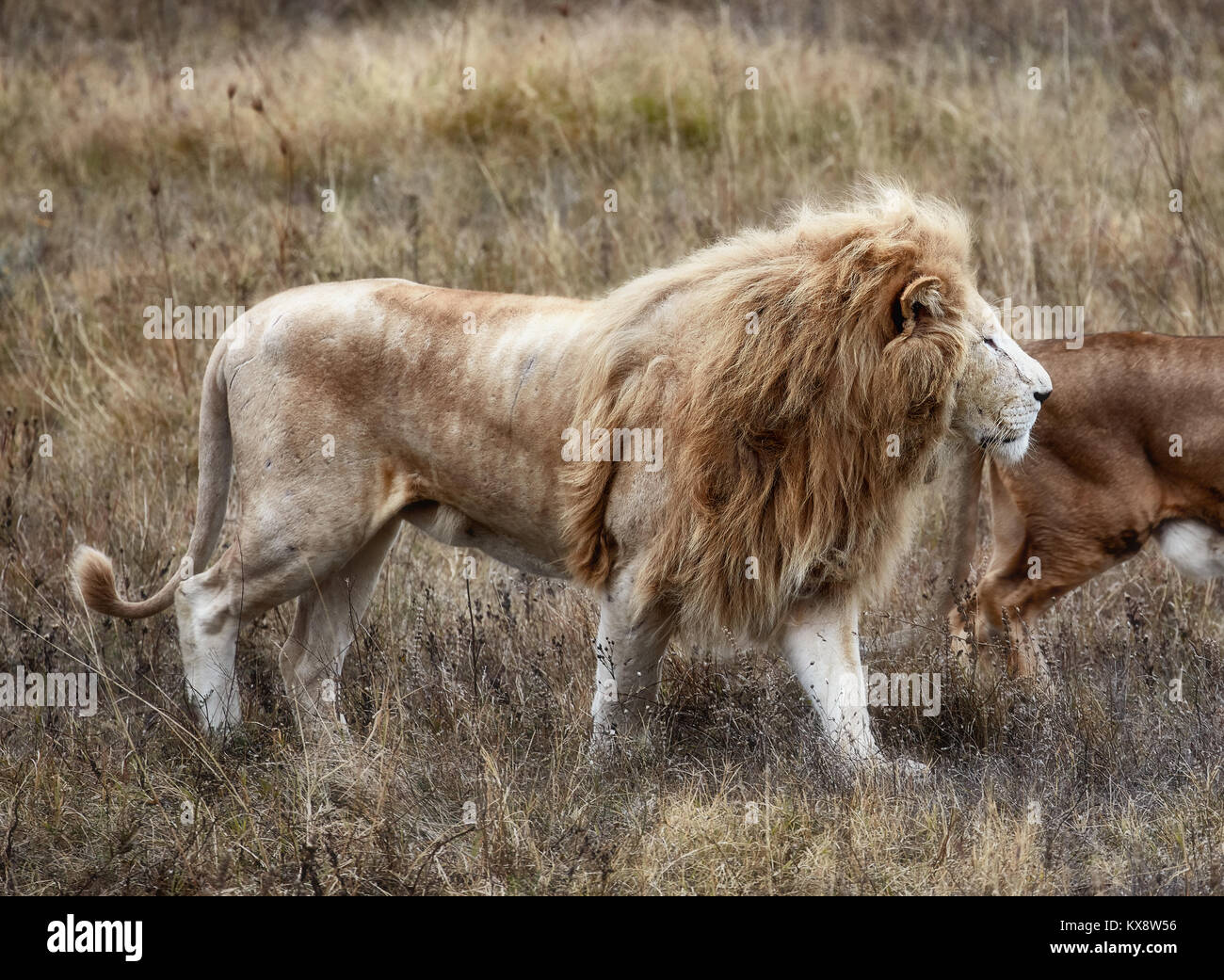 Beautiful White Lion. Caesar in the savanna. scorched grass Stock Photo ...