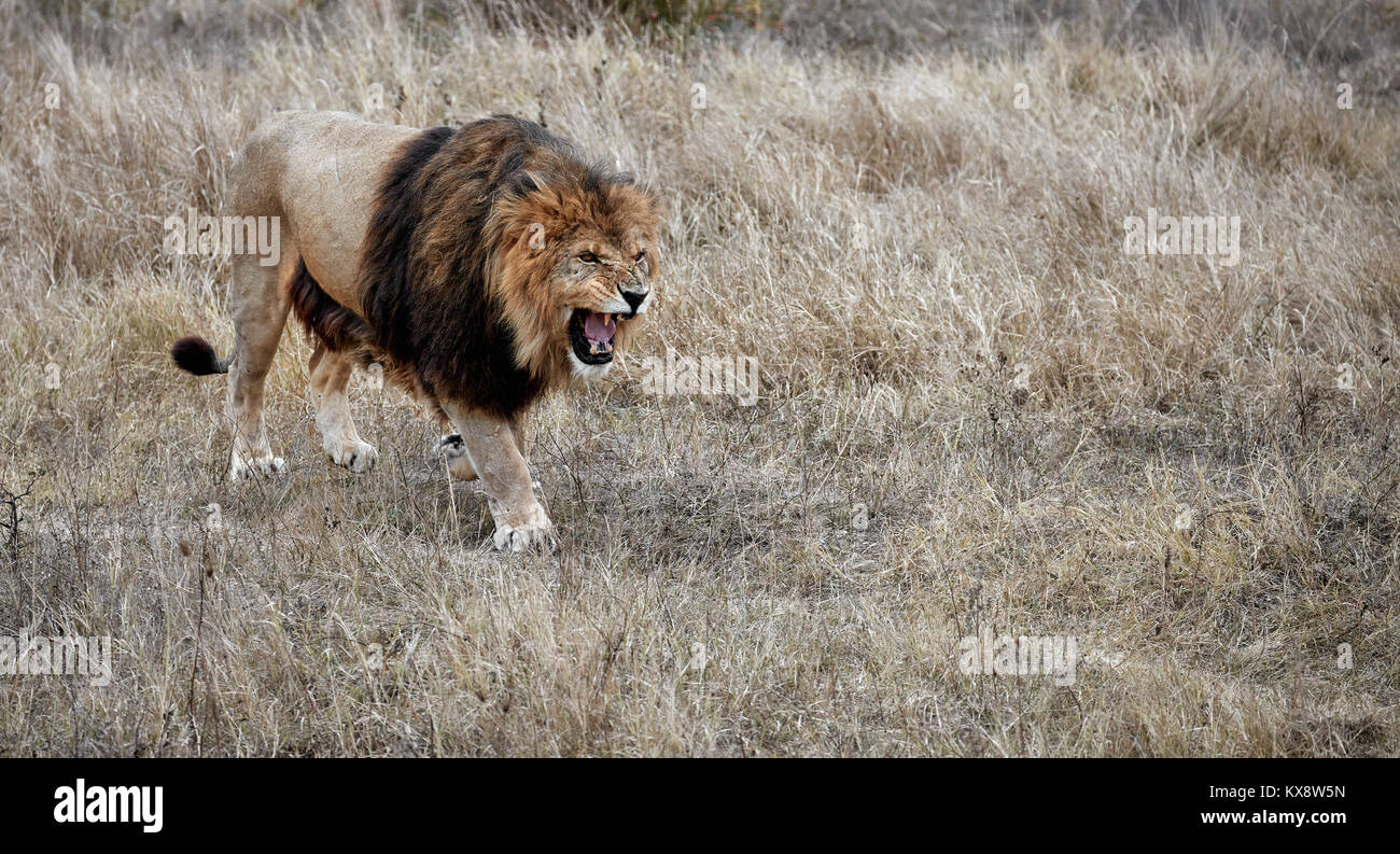 Beautiful Lion Caesar in the savanna. lion's roar. scorched grass Stock ...