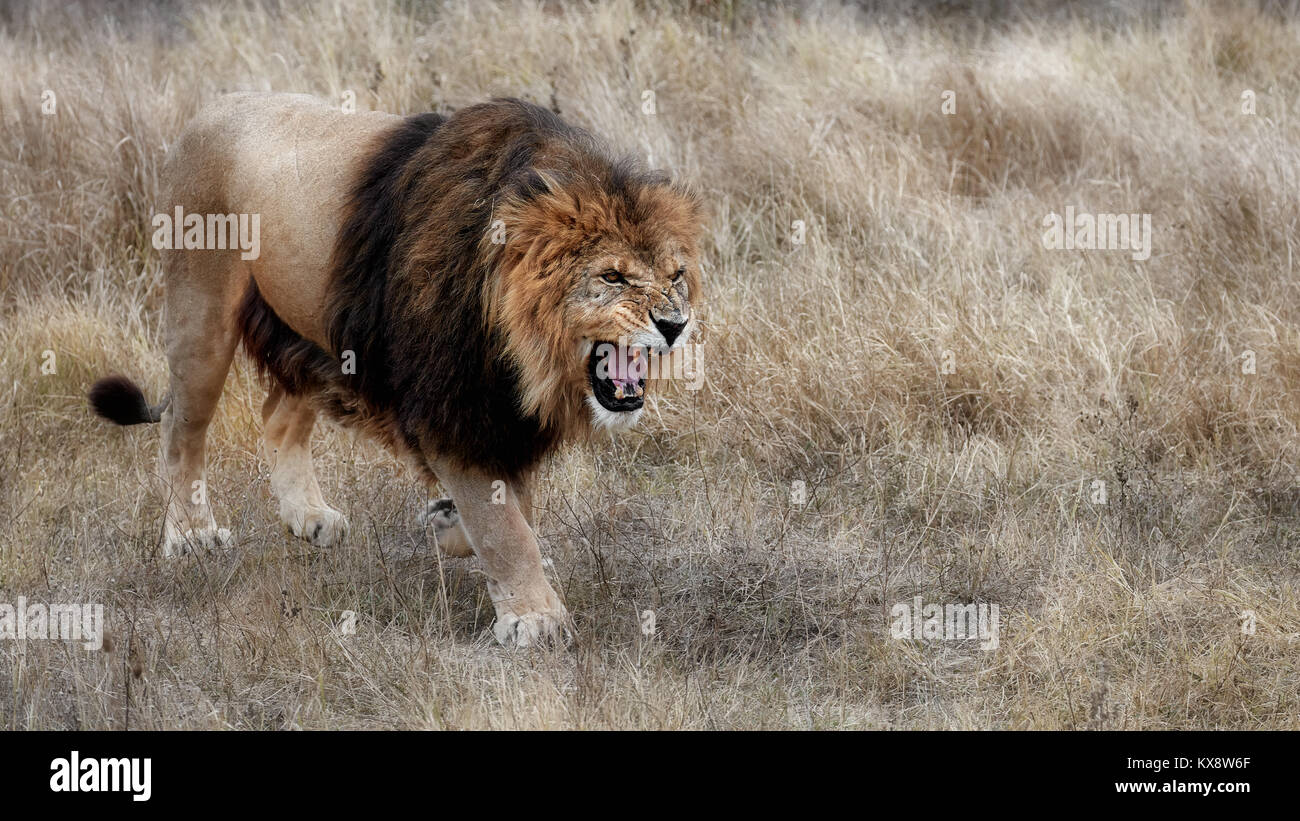 Beautiful Lion Caesar in the savanna. lion's roar. scorched grass Stock ...