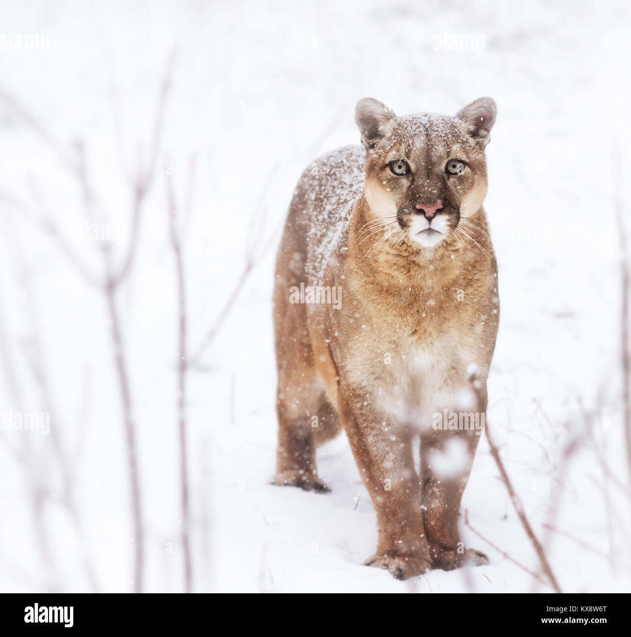 Puma in the woods, Mountain Lion look, single cat on snow. eyes of a ...