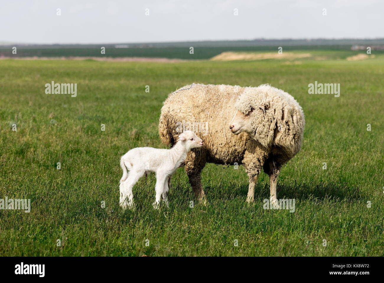 Sheep and newborn lamb Stock Photo - Alamy