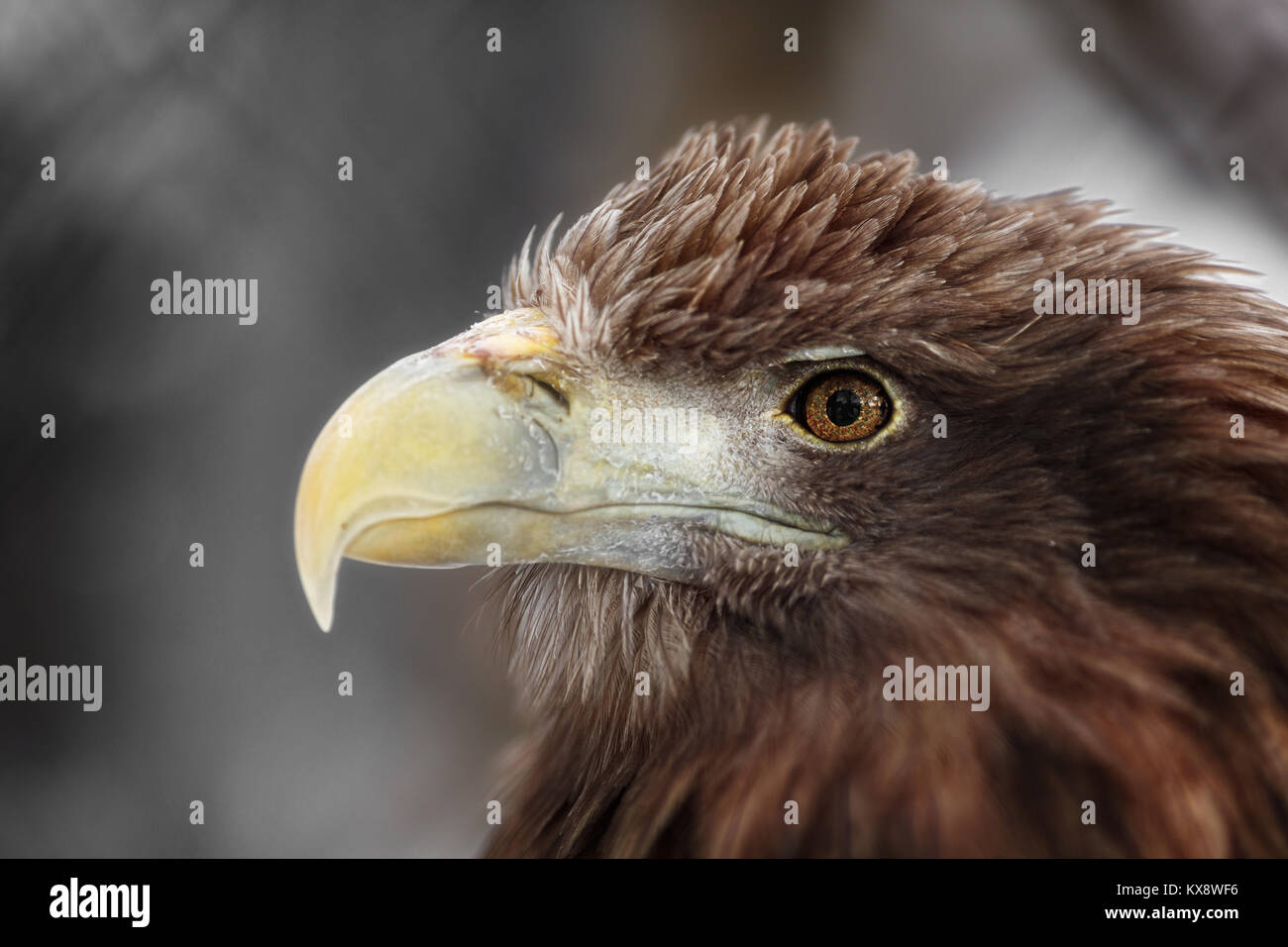 Yellow Flag Black Eagle High Resolution Stock Photography and Images ...
