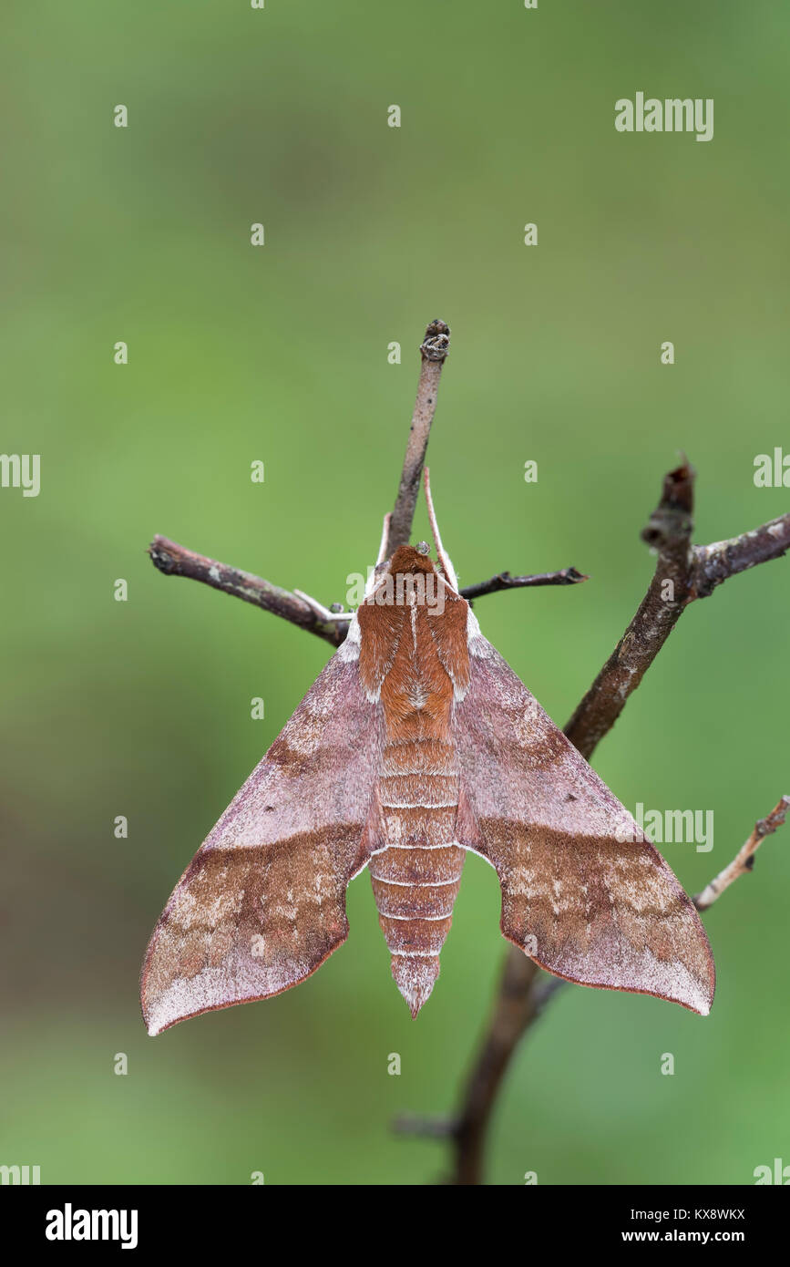 Azalea Sphinx moth on twig. Hoverter & Sholl Natural Area, Tuscarora SF ...