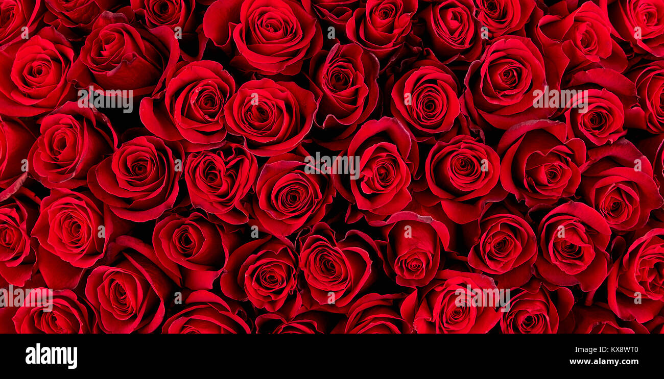 Natural red roses background Stock Photo - Alamy