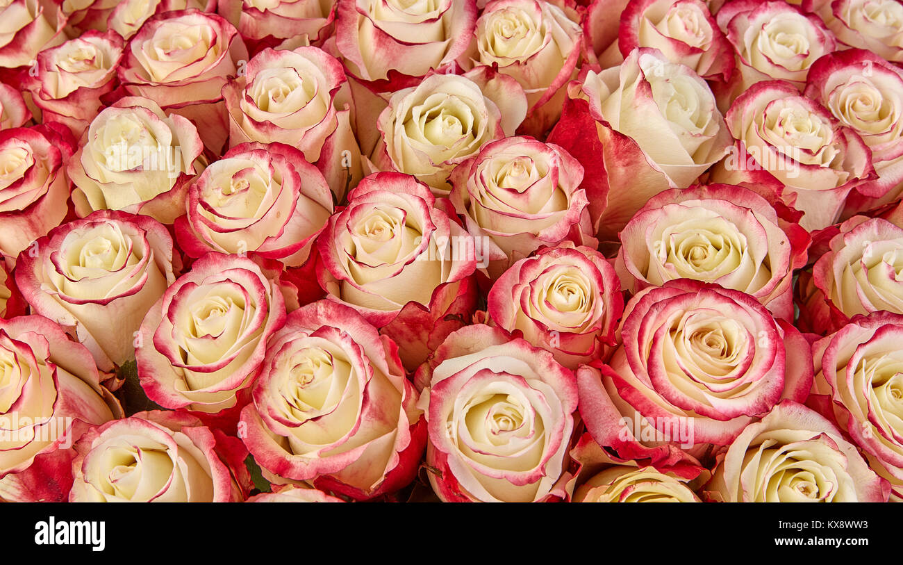 Rose Background. Colorful rose wall background Stock Photo - Alamy