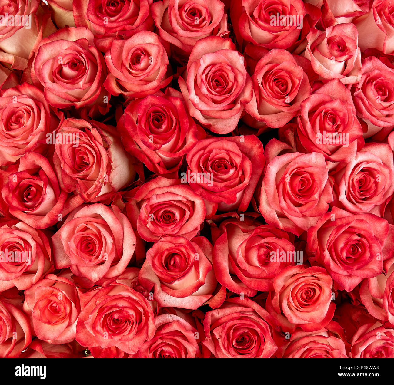 Rose Background. Colorful rose wall background Stock Photo - Alamy