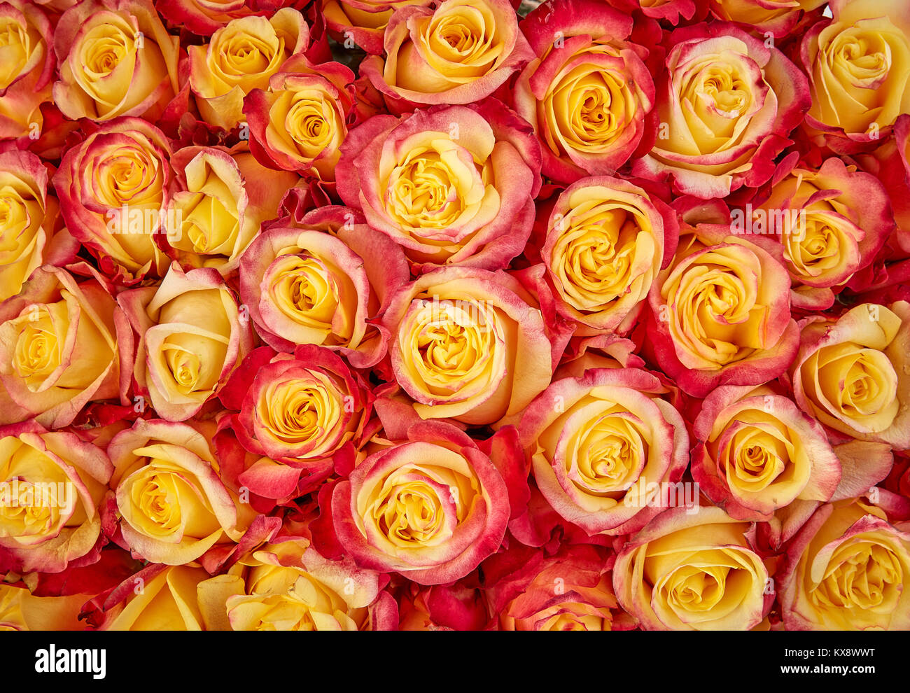 Rose Background. Colorful rose wall background Stock Photo - Alamy