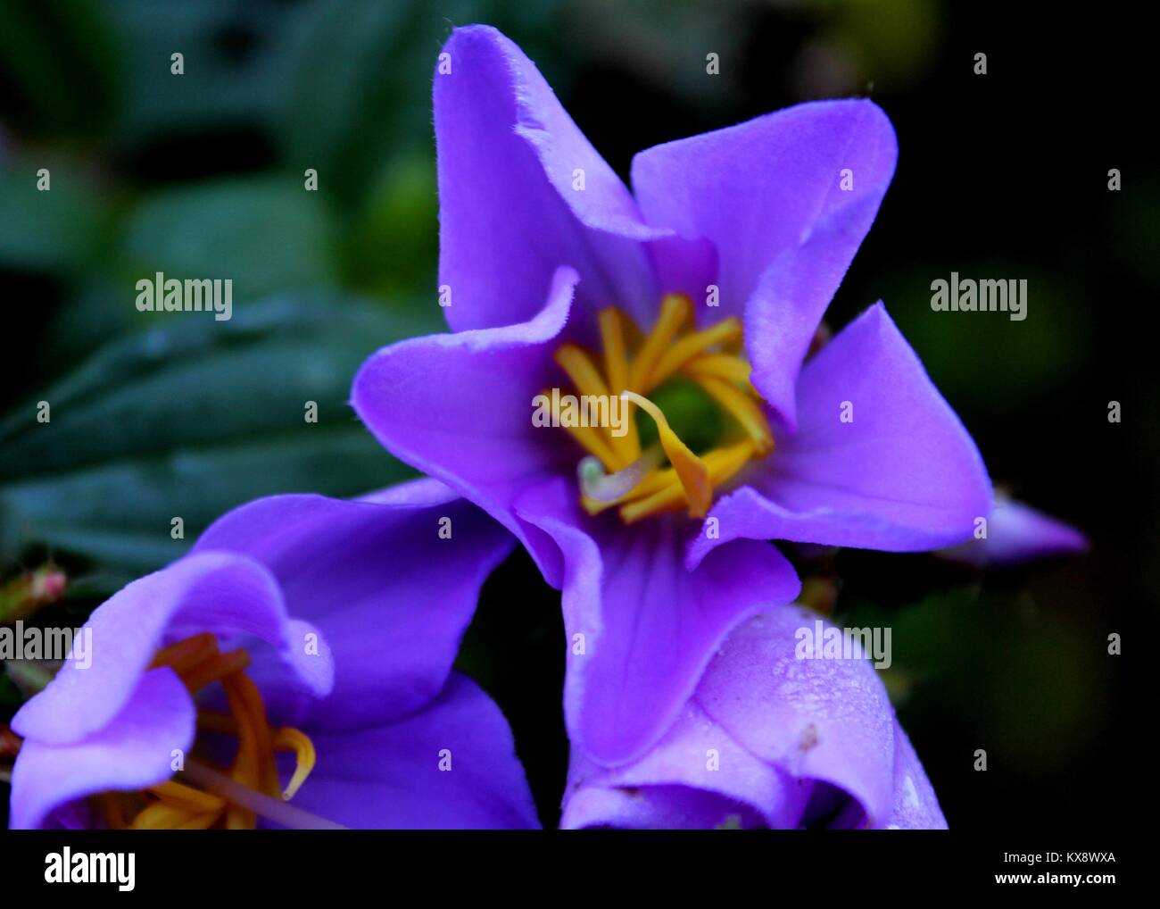 Osbeckia octandra hi-res stock photography and images - Alamy